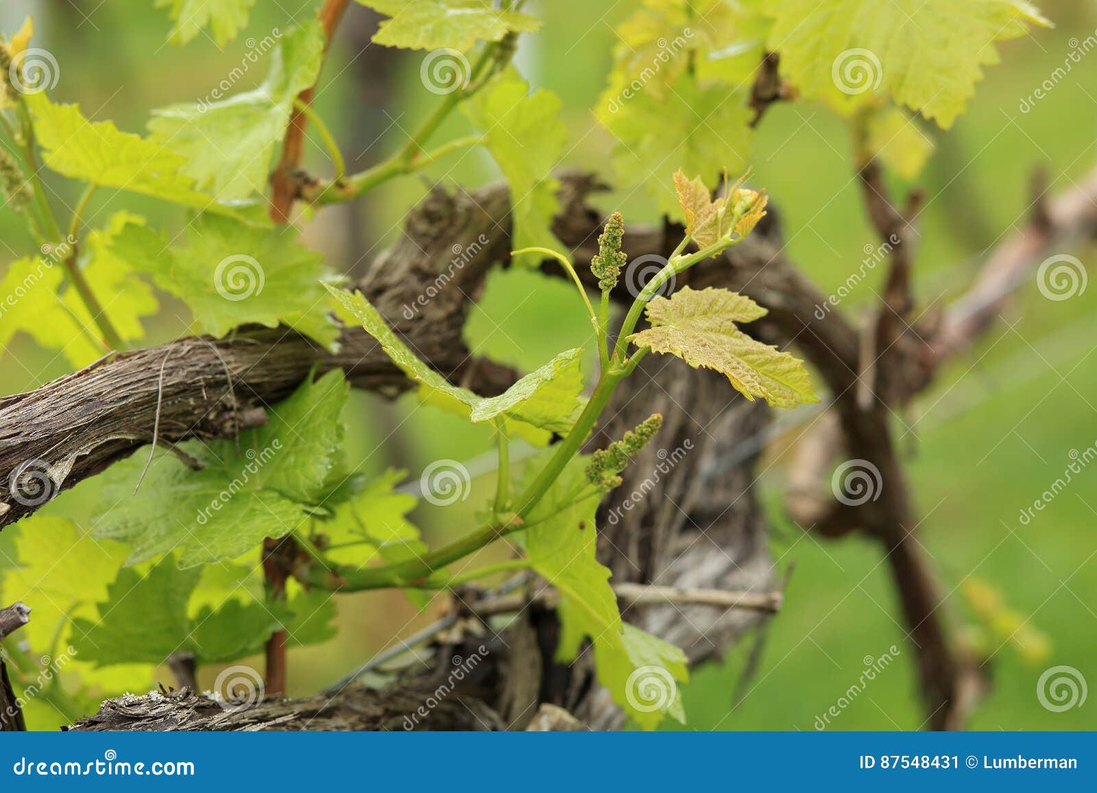 Young Fresh Grapevine Shoot Stock Image - Image of shoot, leaf: 87548431