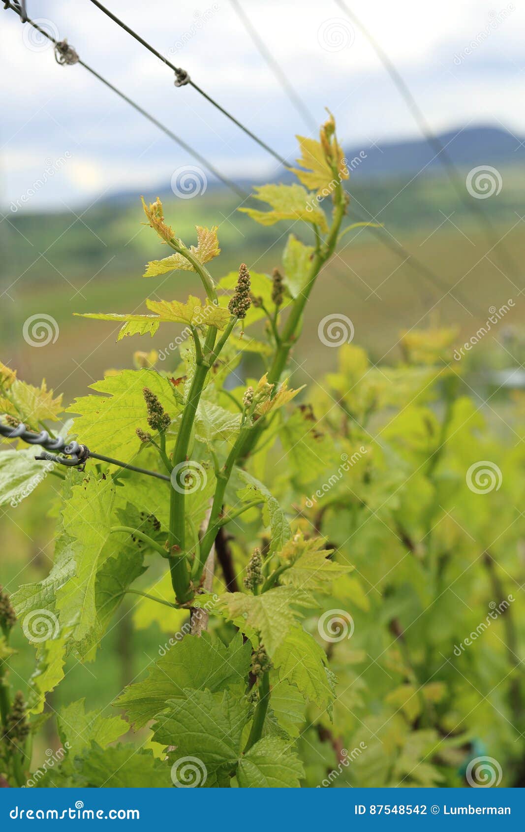 Young Fresh Grapevine Shoot Stock Photo - Image of vineyards ...