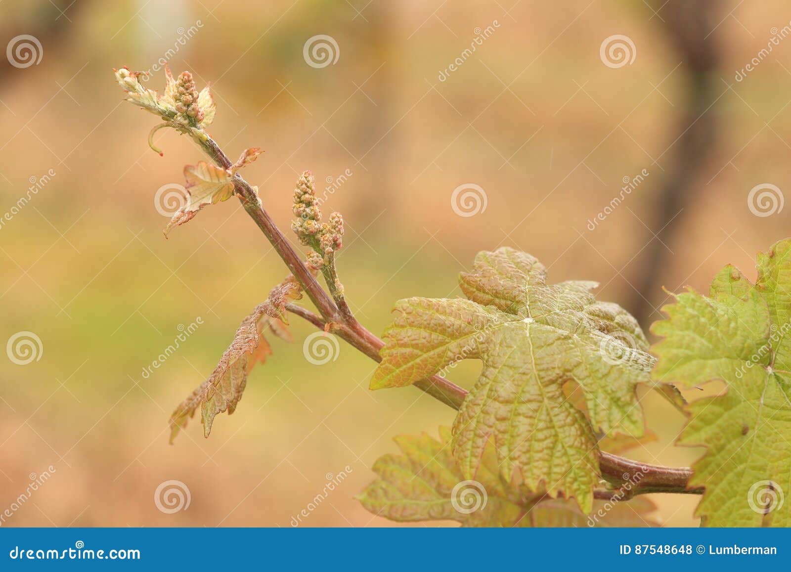 Young Fresh Grapevine Shoot Stock Photo - Image of sprout, fresh: 87548648
