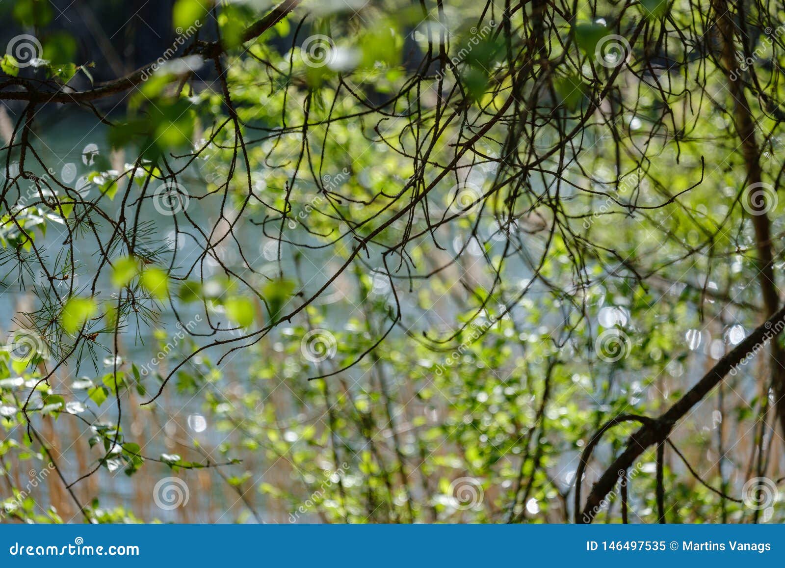 Young Fresh Green Birch Tree Leaves in Spring Stock Image - Image of ...