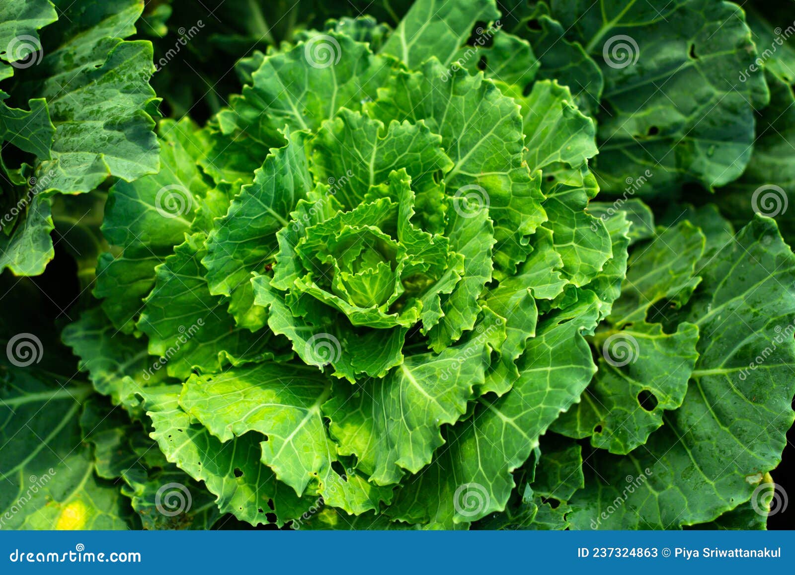 Young fresh green cabbage stock image. Image of fresh - 237324863