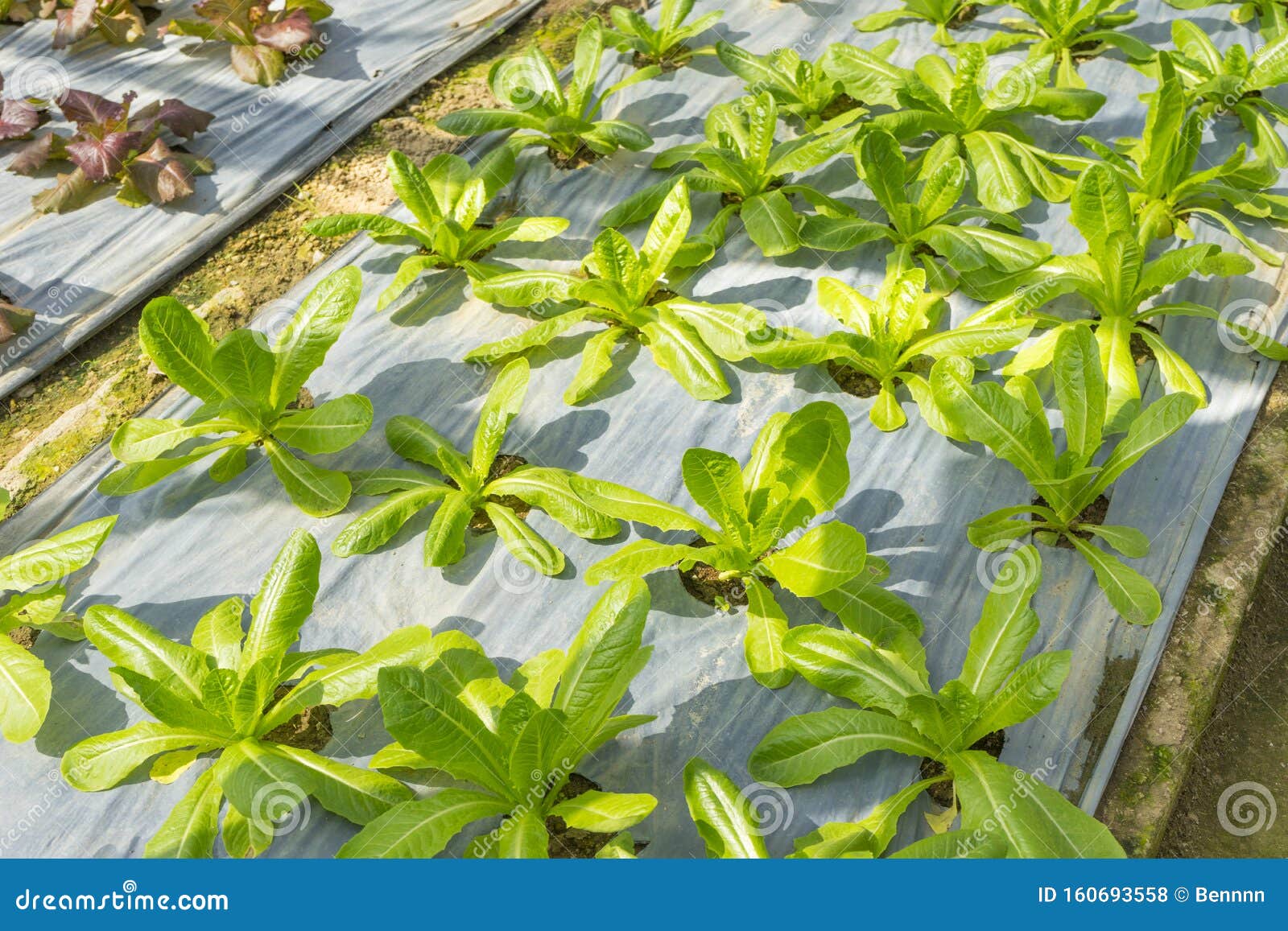 Young Fresh Green Cos Growth in Farm. Stock Photo - Image of growing ...