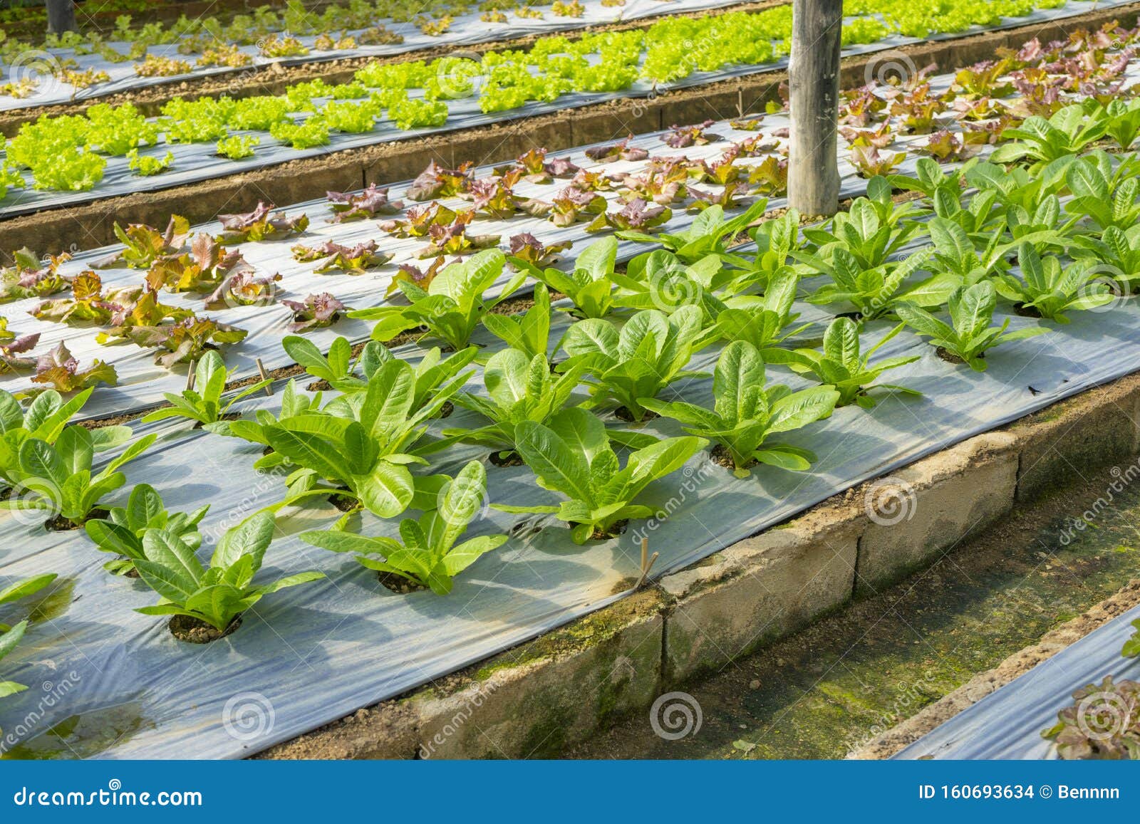 Young Fresh Green Cos Growth in Farm. Stock Photo - Image of garden ...