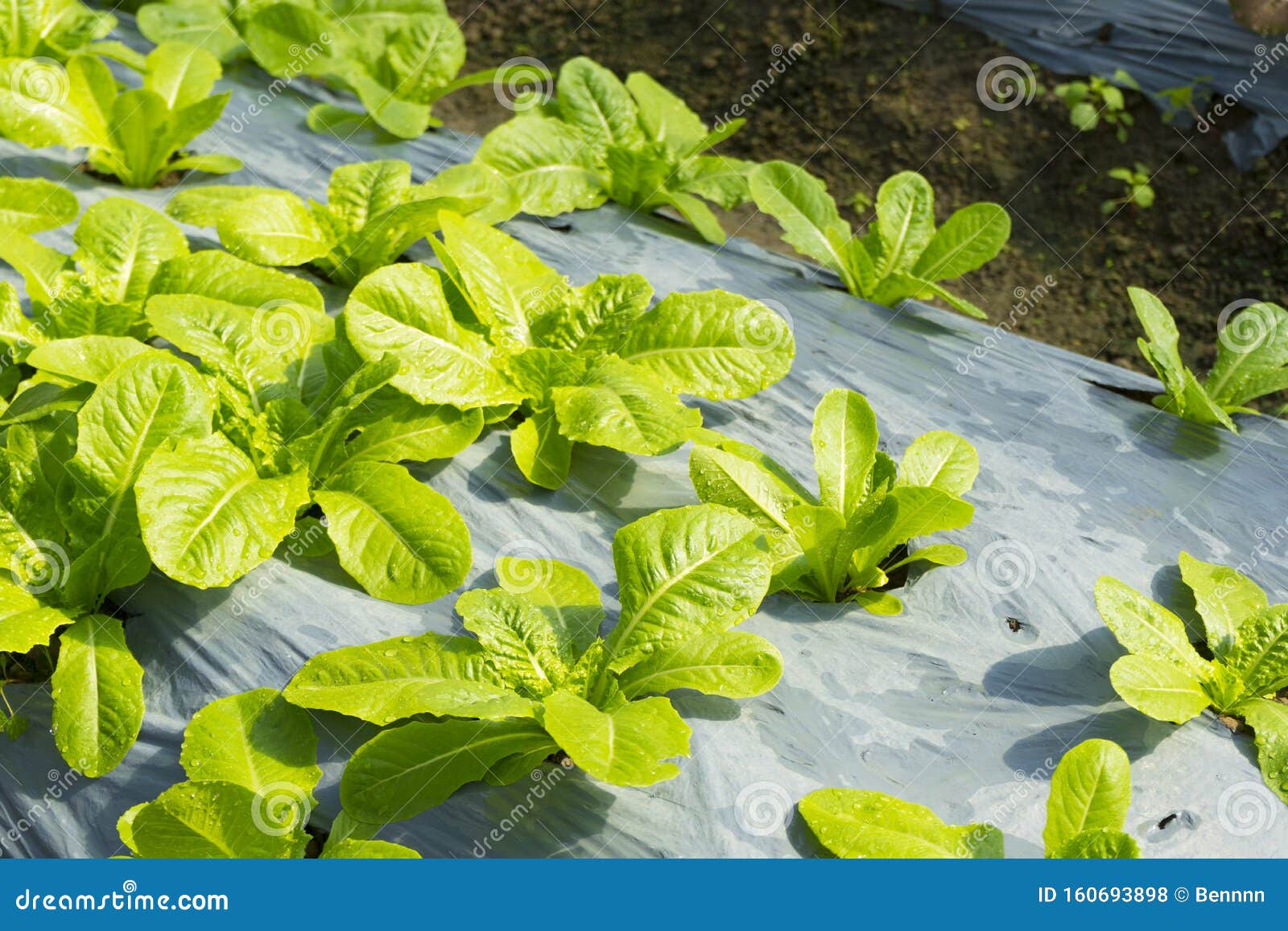 Young Fresh Green Cos Growth in Farm. Stock Photo - Image of growing ...