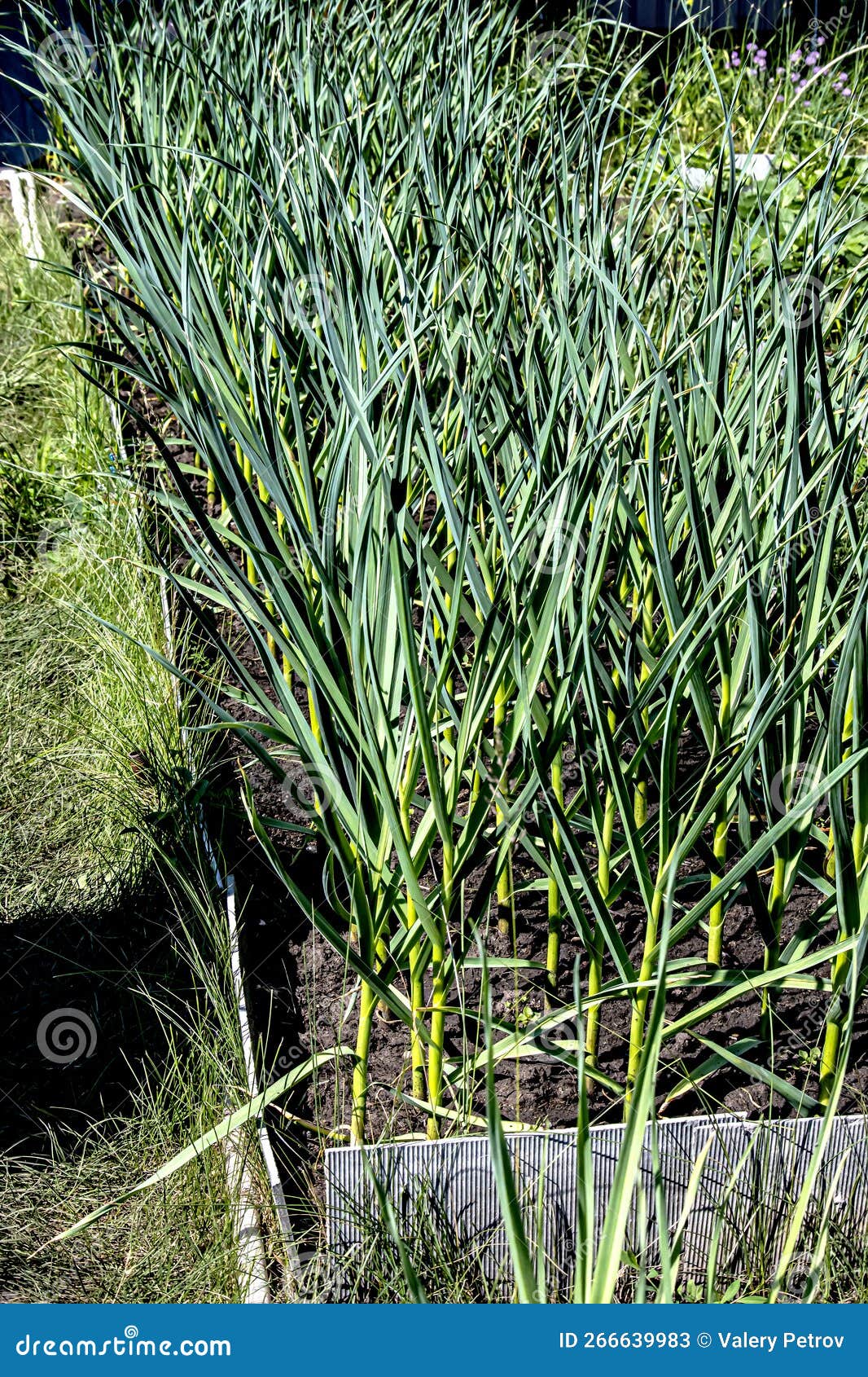 Young Fresh Green Garlic in the Garden Stock Image - Image of grass ...