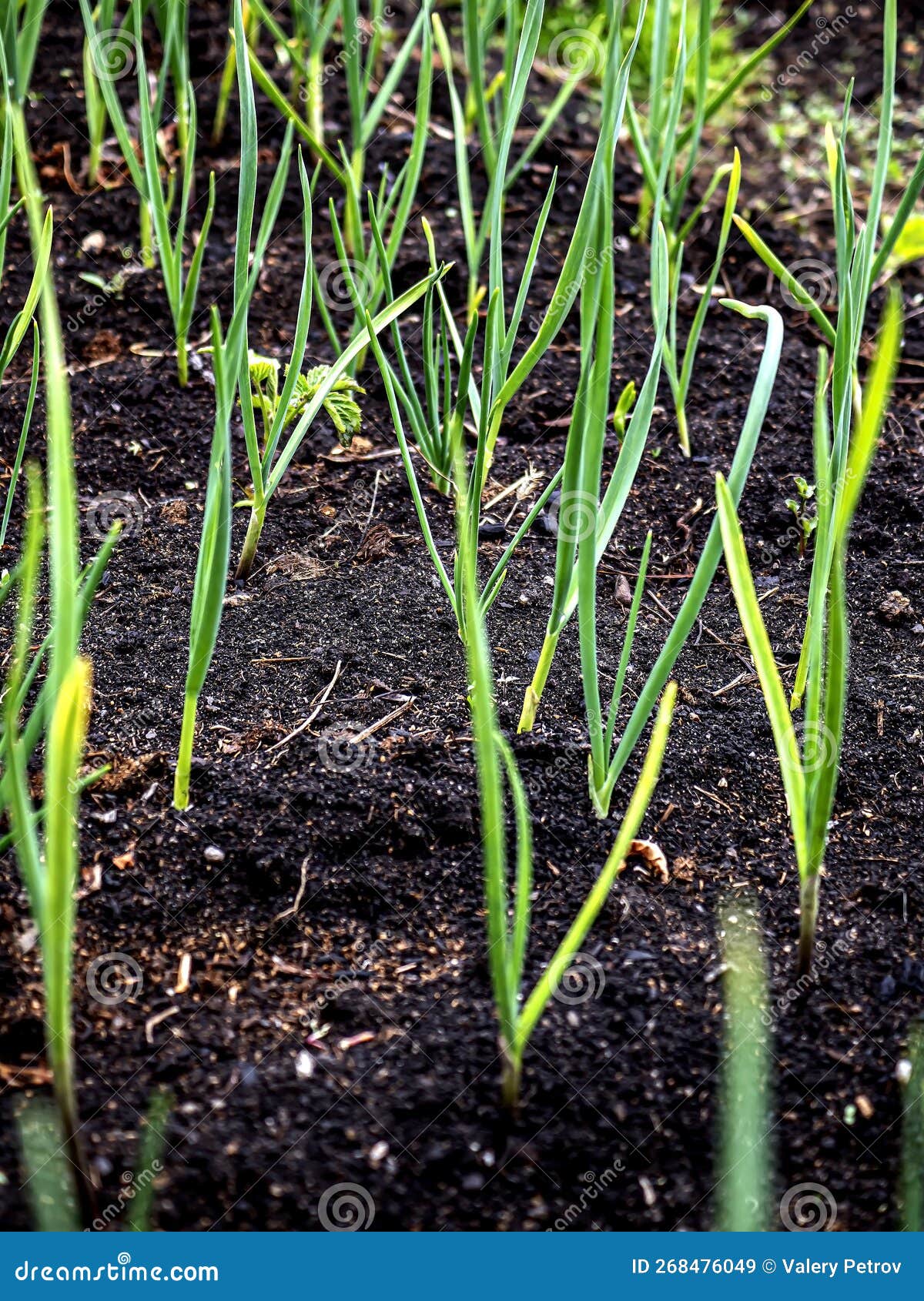 Young Fresh Green Garlic in the Garden Stock Image - Image of crop ...