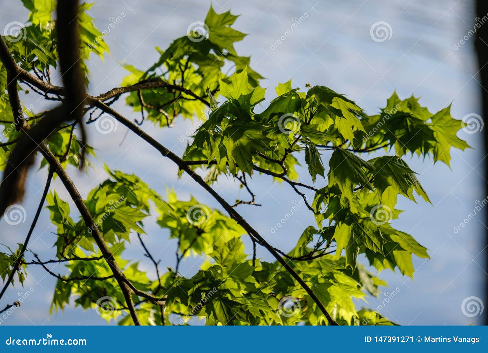 Young Fresh Green Mapple Tree Leaf on Blue Sky Background Stock Image ...