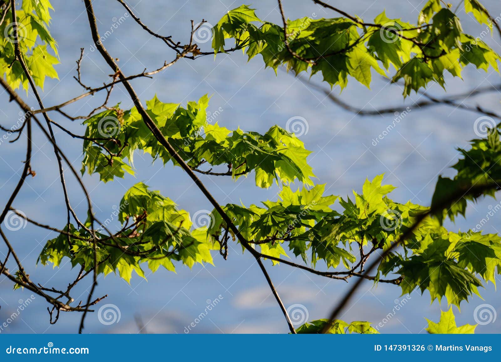 Young Fresh Green Mapple Tree Leaf on Blue Sky Background Stock Photo ...
