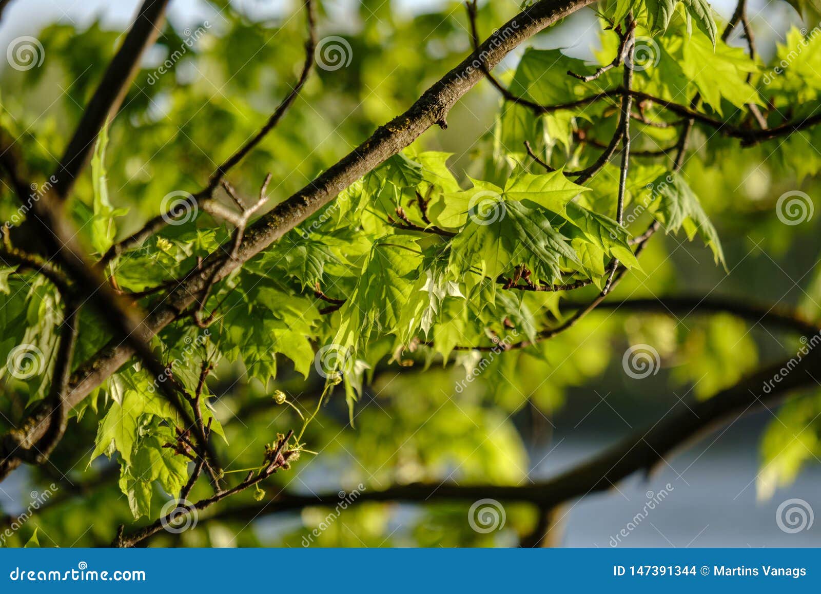 Young Fresh Green Mapple Tree Leaf on Blue Sky Background Stock Photo ...