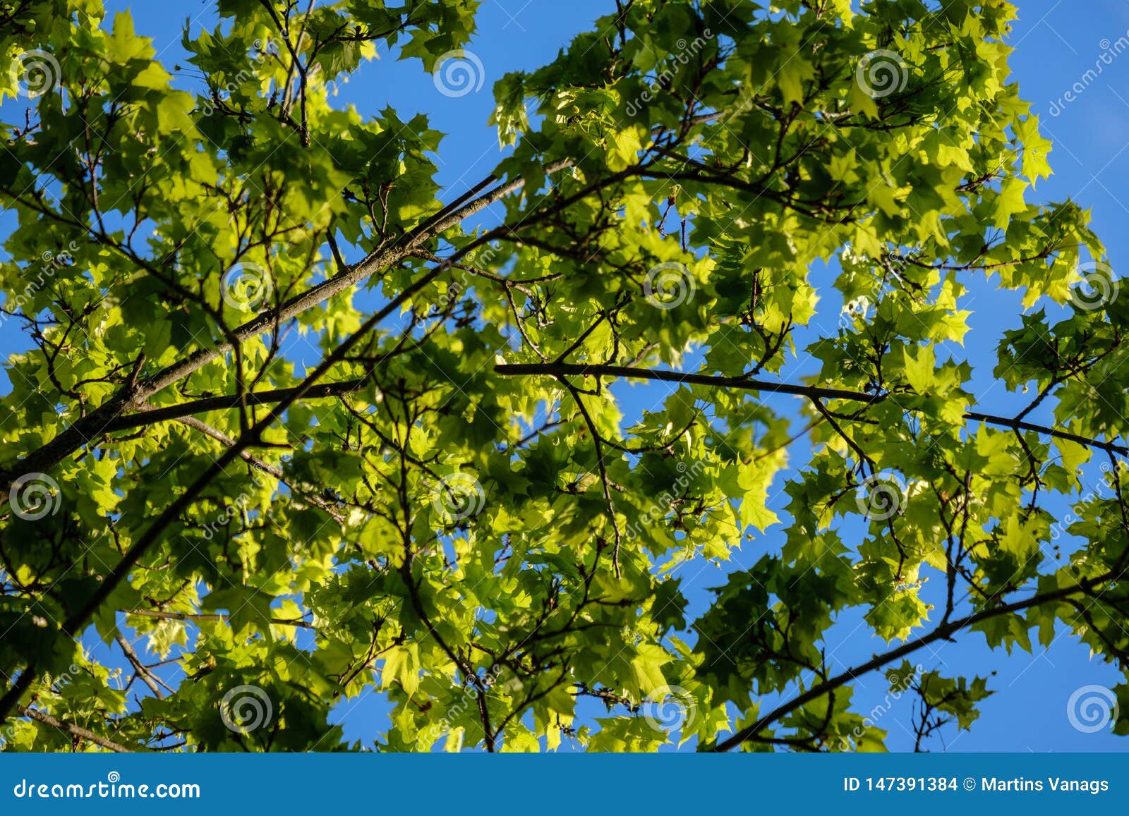 Young Fresh Green Mapple Tree Leaf on Blue Sky Background Stock Photo ...