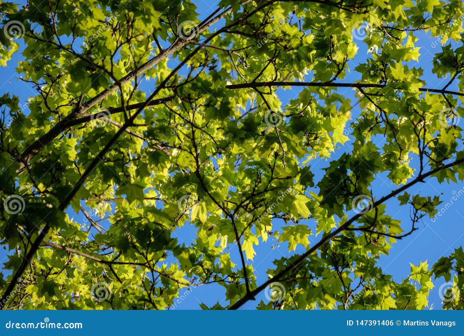 Young Fresh Green Mapple Tree Leaf on Blue Sky Background Stock Photo ...