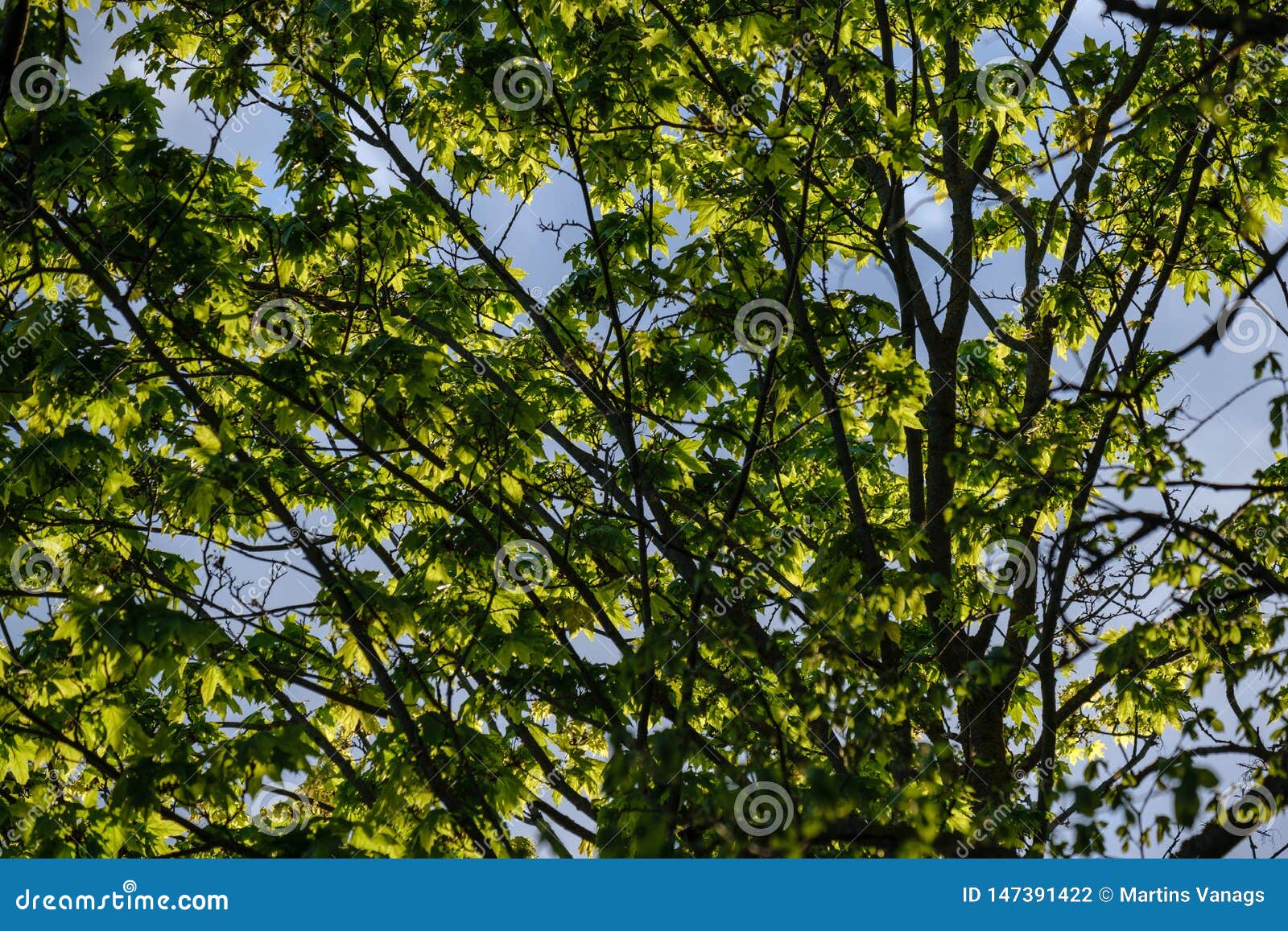 Young Fresh Green Mapple Tree Leaf on Blue Sky Background Stock Photo ...