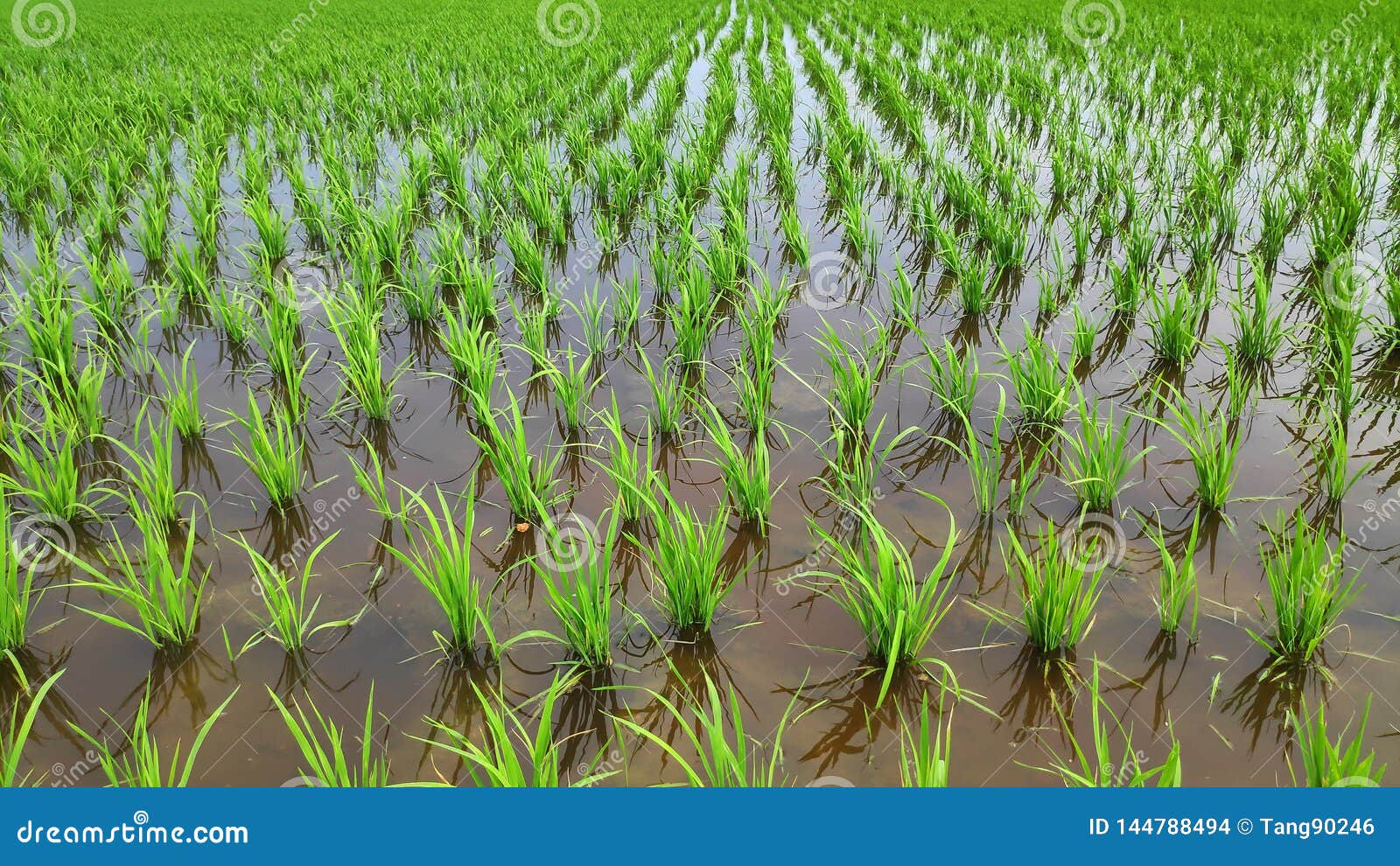 Young Fresh Green Paddy Field Stock Photo - Image of asian, food: 144788494