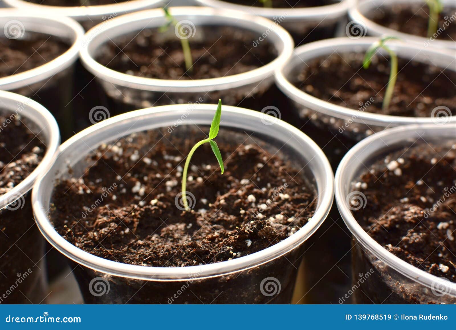 Young Fresh Green Seedlings Growing in a Pot Under the Sun Stock Image ...