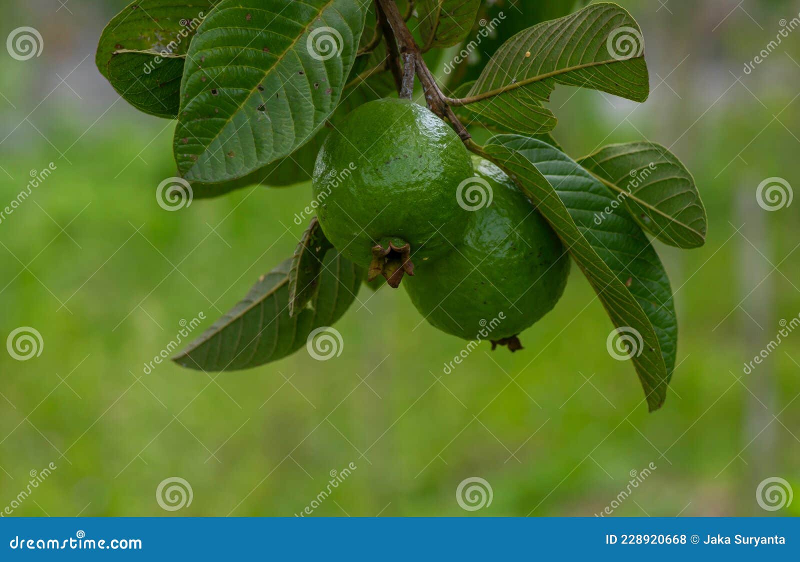 Young and Fresh Guava Fruit on the Tree Stock Photo - Image of health ...