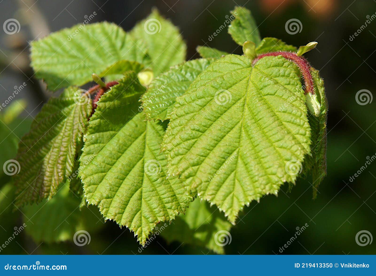 Young Fresh Leaves of Corylus Avellana Stock Photo - Image of branch ...