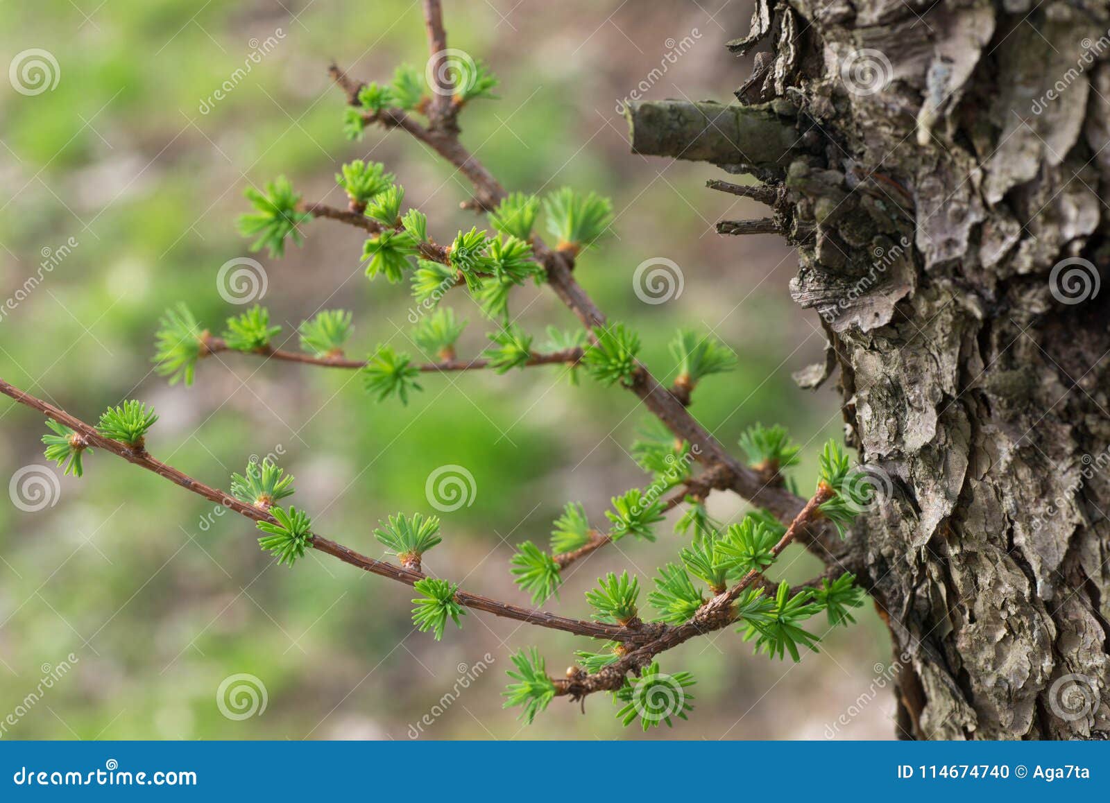 Young Fresh Leaves on Twig Macro Stock Photo - Image of flora, color ...
