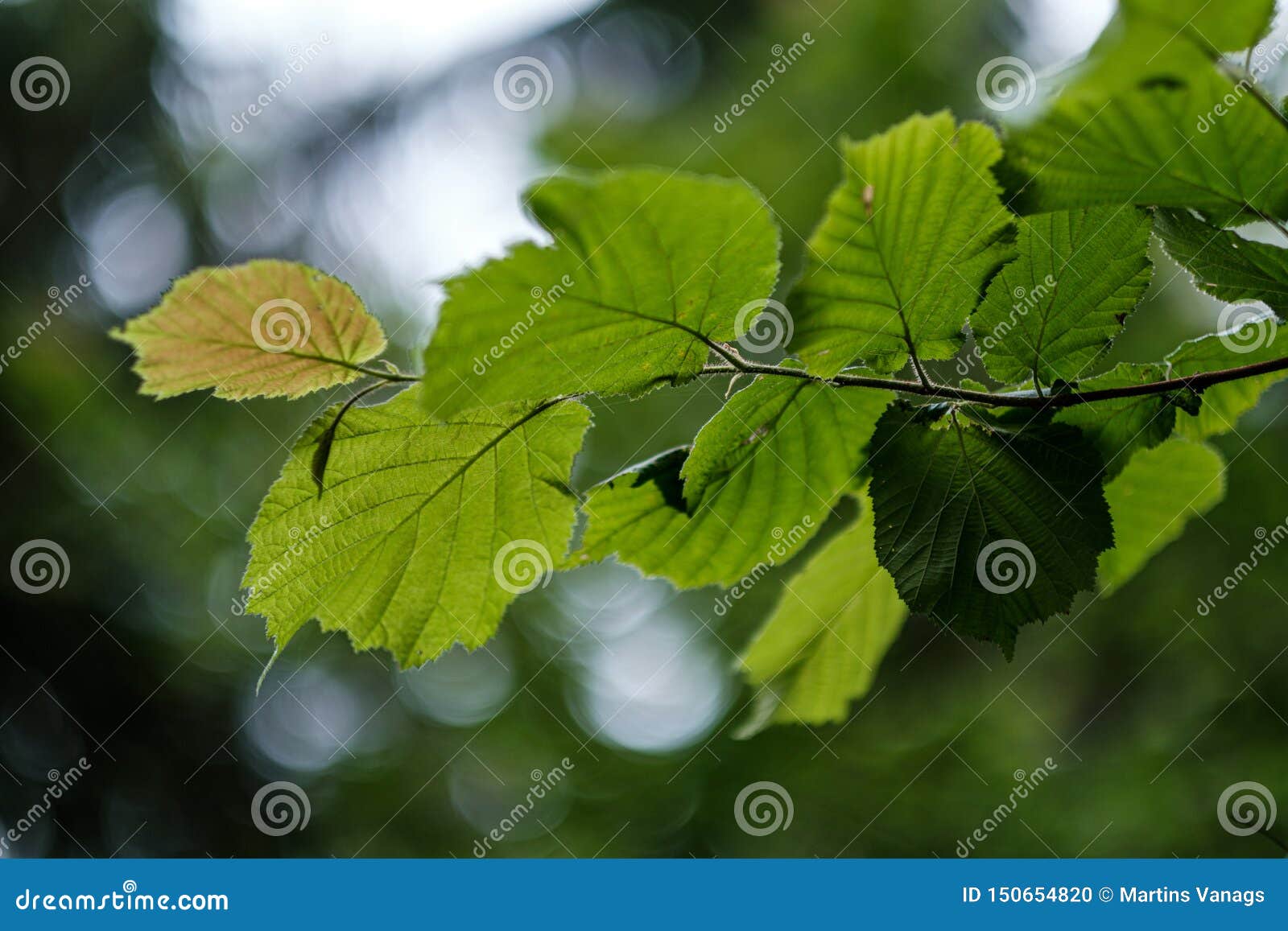 Young Fresh Linden Tree Leaves in Forest Summer after the Rain Stock ...