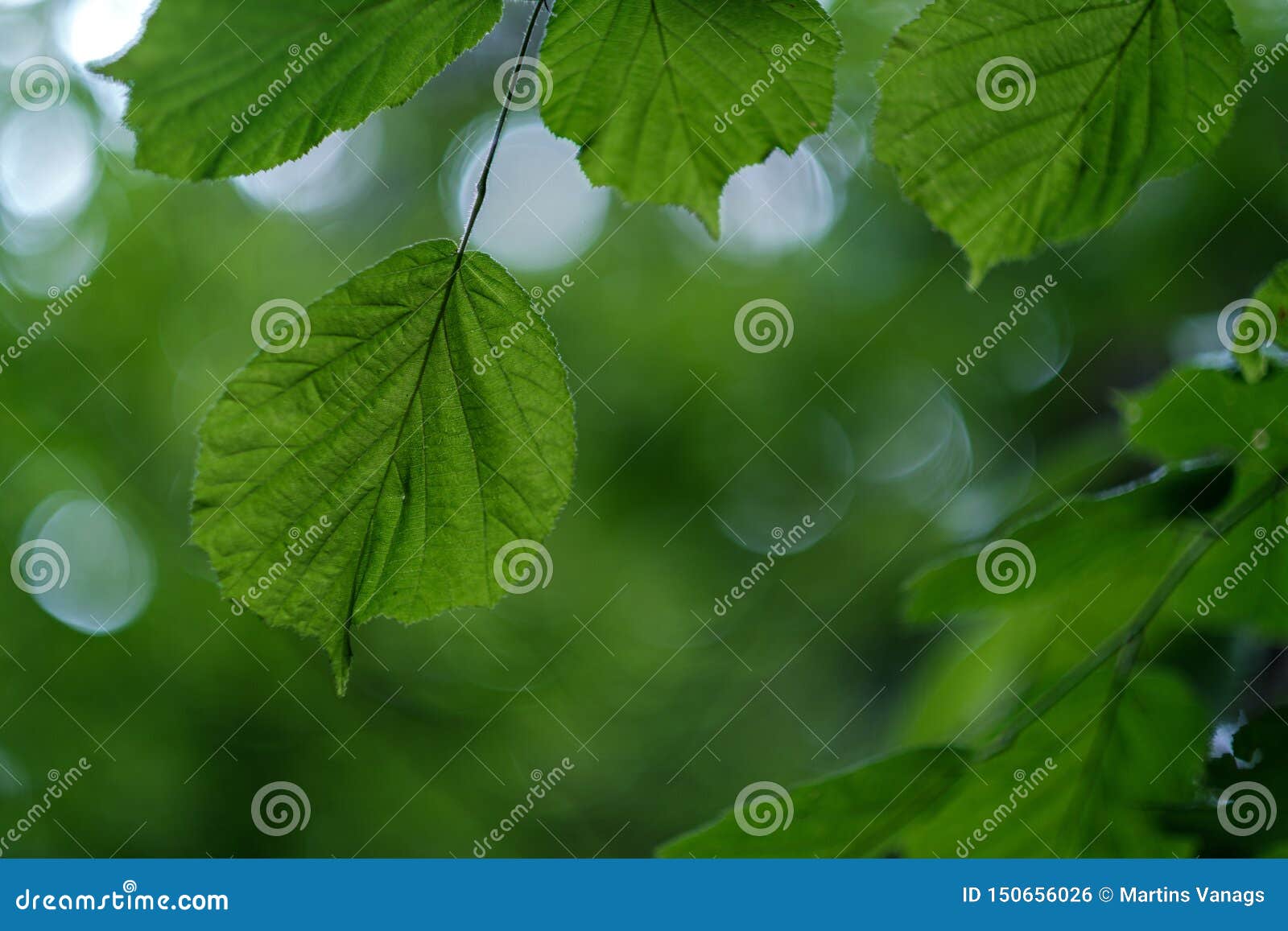 Young Fresh Linden Tree Leaves in Forest Summer after the Rain Stock ...