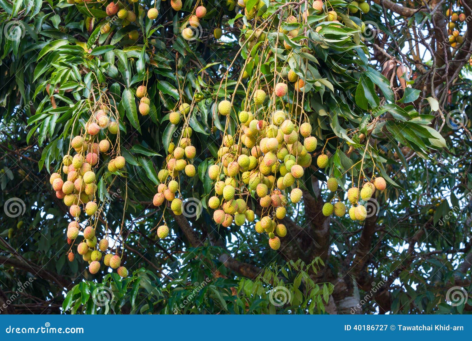 Young Fresh Lychees on Tree Stock Image - Image of desert, healthy ...