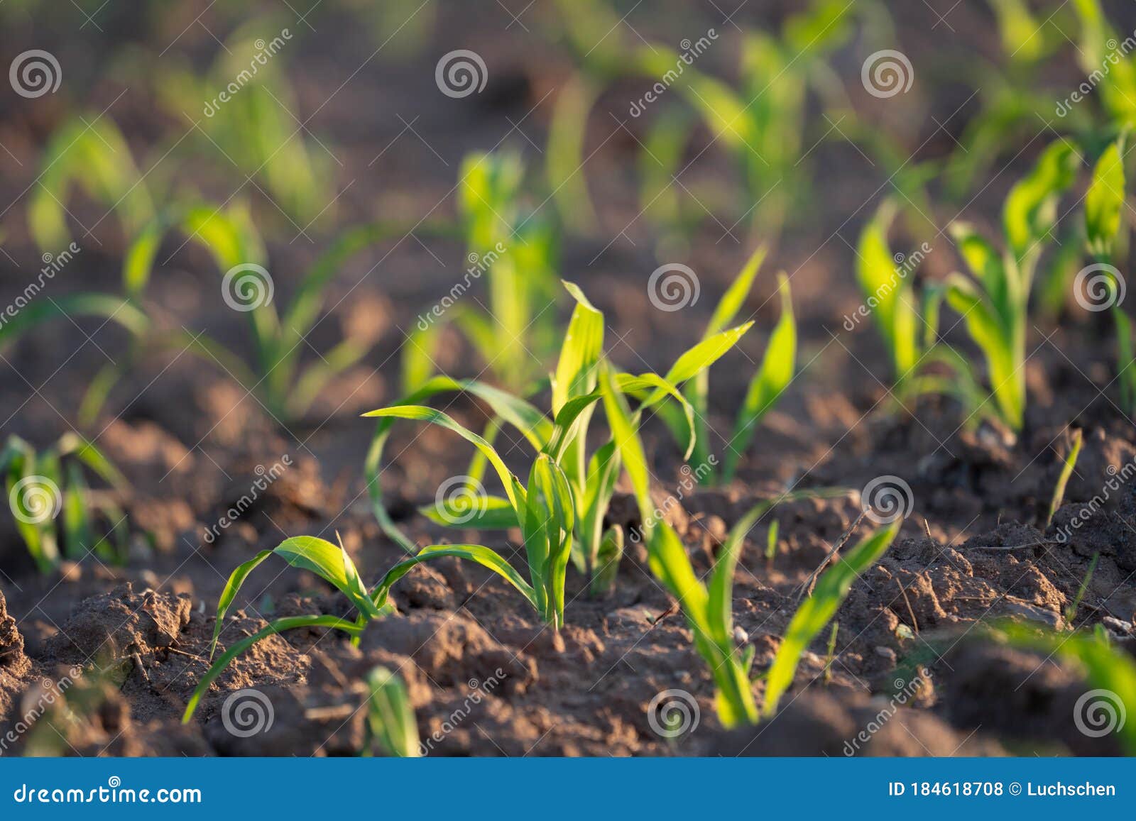 Young Fresh Shoots of Wheat on the Field Stock Photo - Image of natural ...