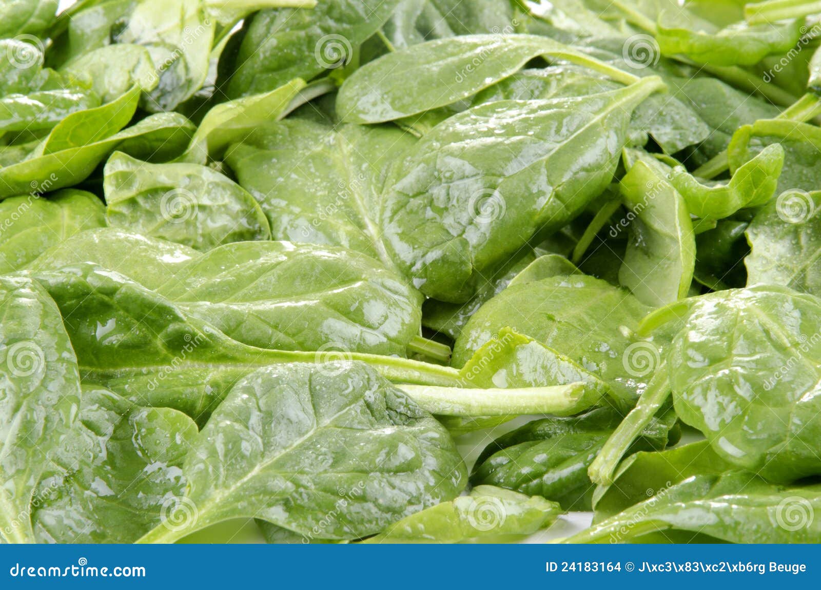 Young fresh spinach stock photo. Image of healthy, green - 24183164