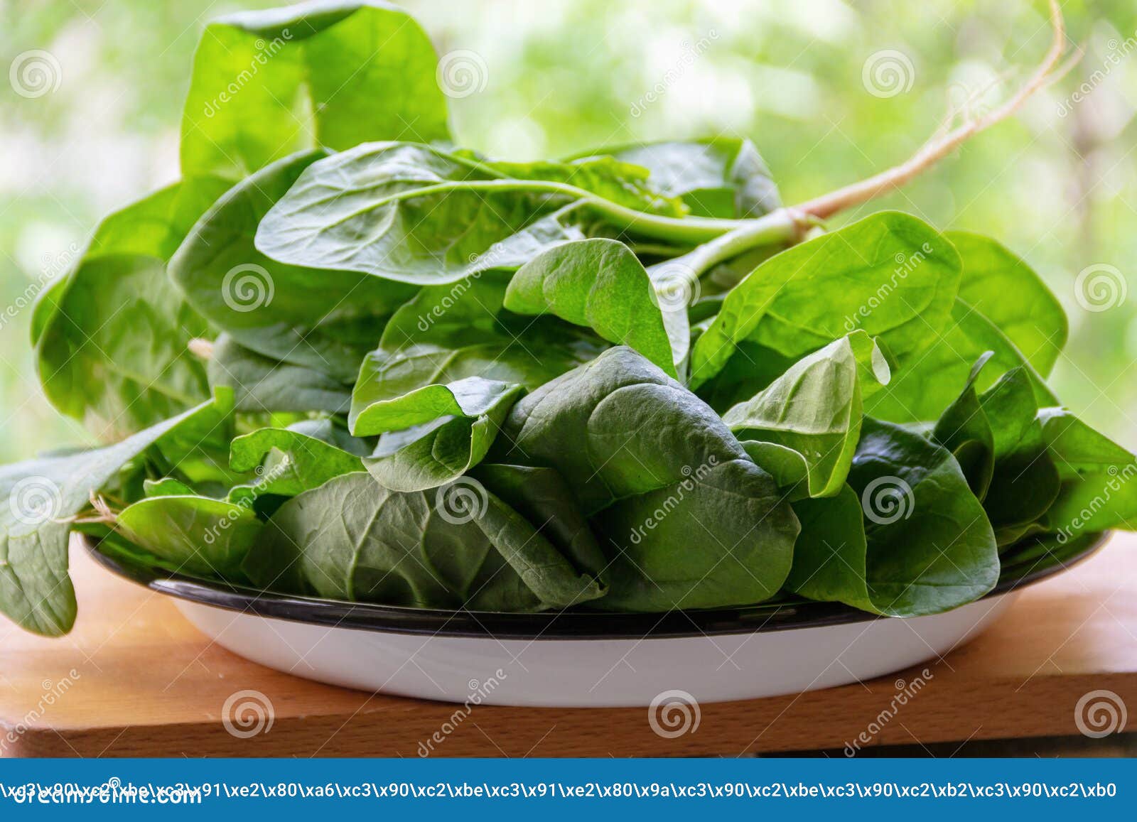 Young fresh spinach stock photo. Image of health, organic - 119384672