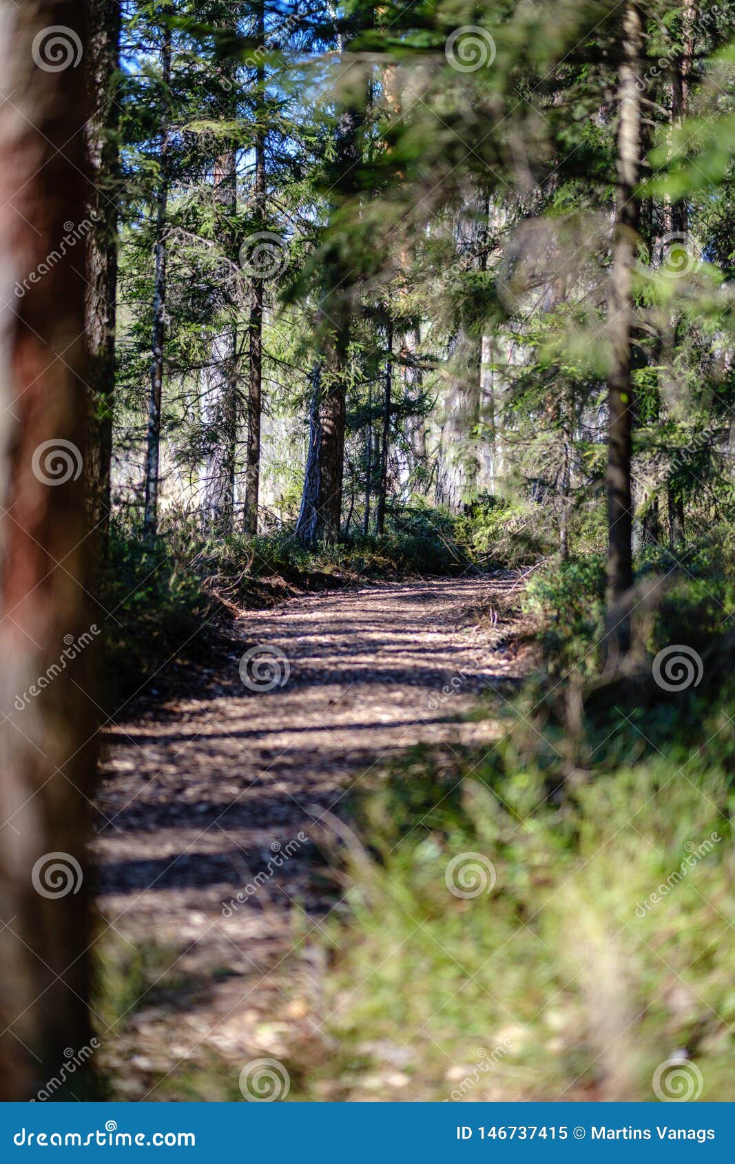 Young Fresh Spring Green Spruce Tree Forest in Sunny Day Stock Image ...