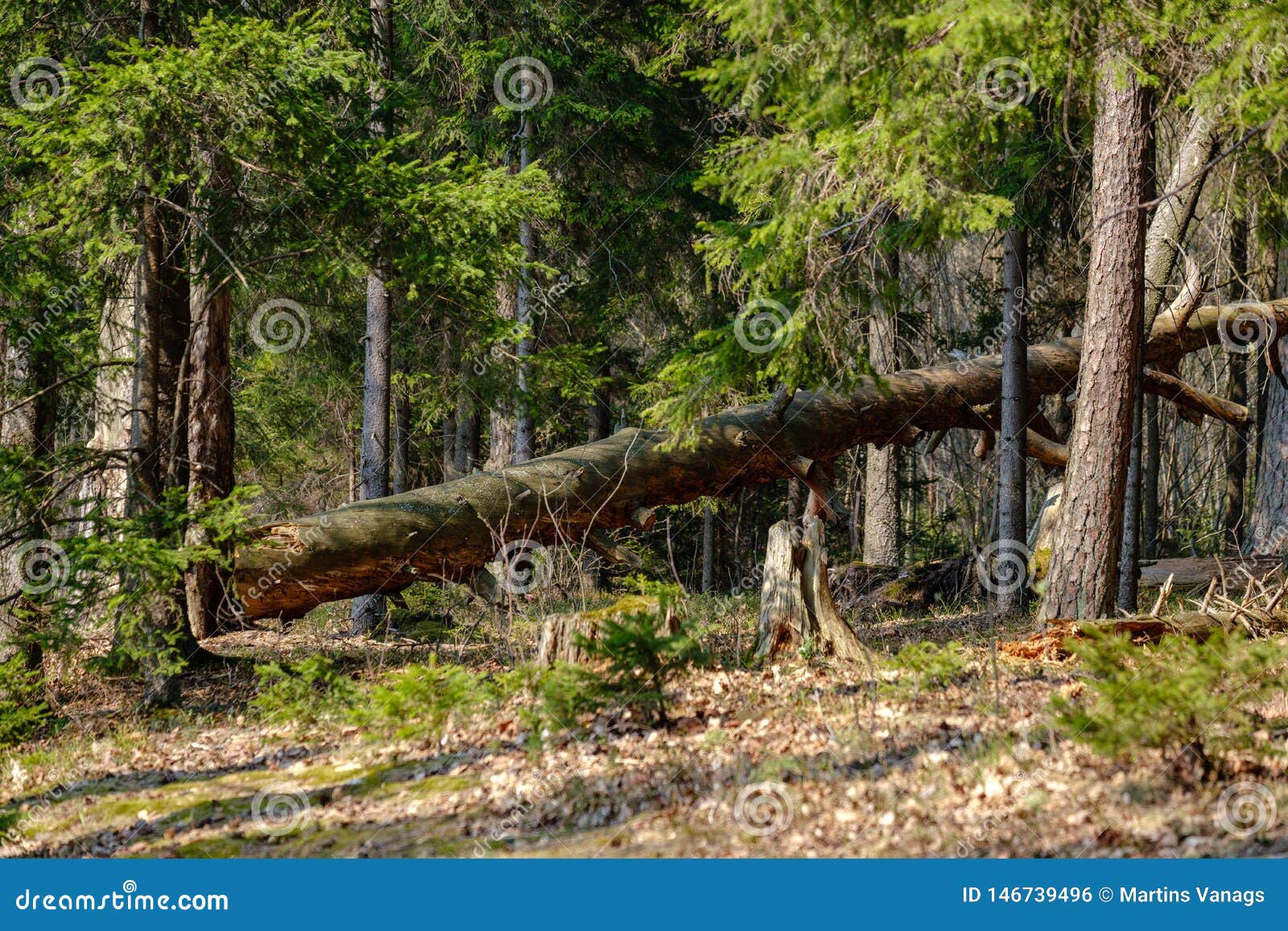 Young Fresh Spring Green Spruce Tree Forest in Sunny Day Stock Photo ...