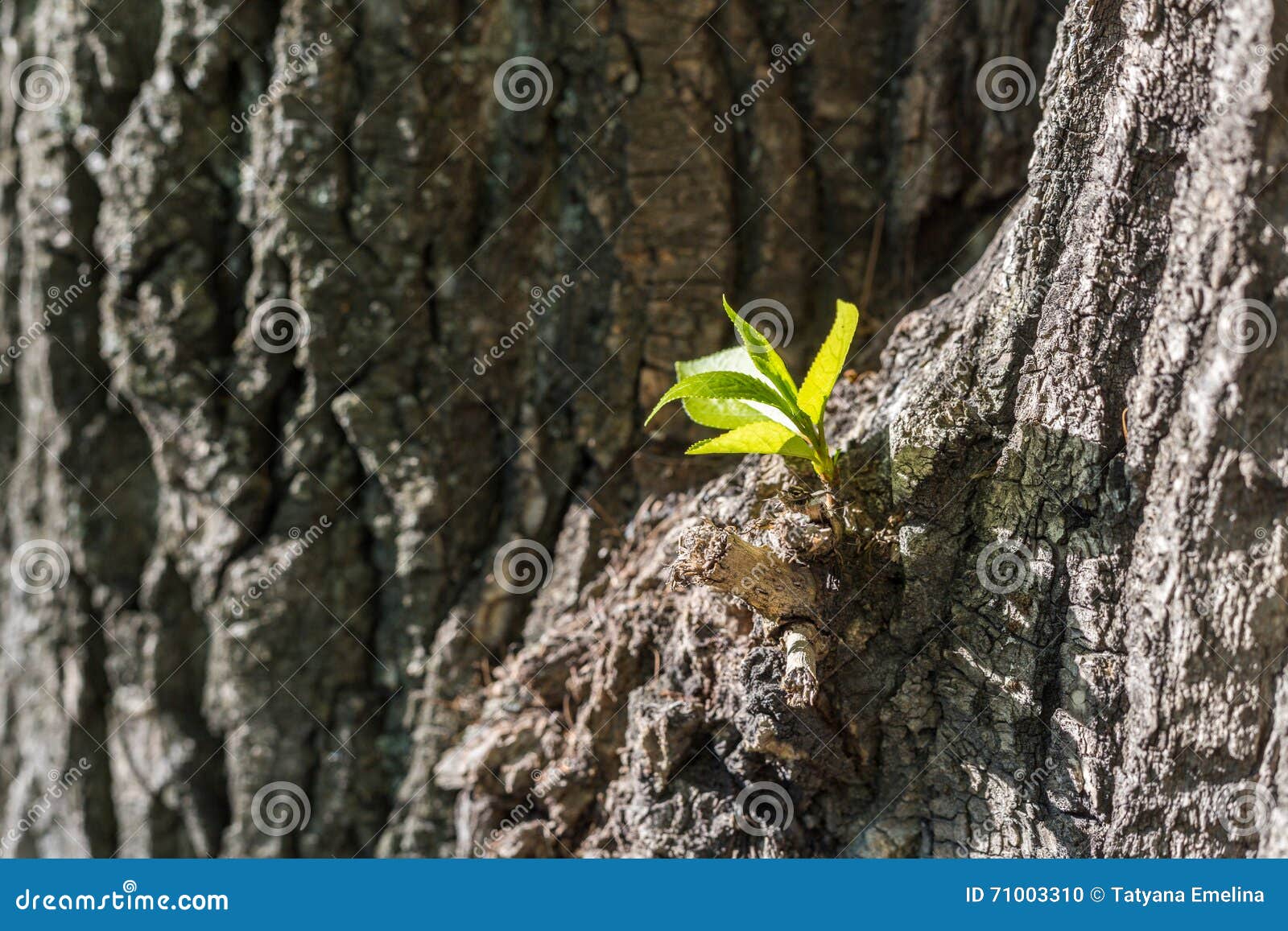 Young Fresh Sprout Growing on Tree Bark in Springtime Stock Photo ...
