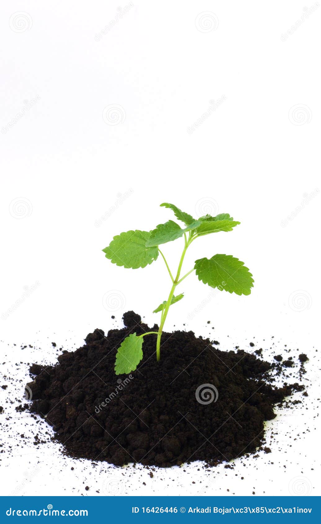 Young Fresh Sprout Isolated White Background Stock Photo - Image of ...