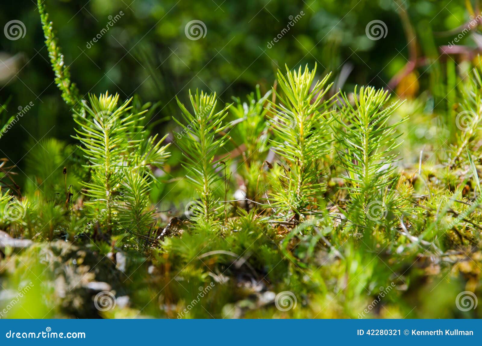 Young Fresh Spruce Seedling Stock Image - Image of growth, plantation ...