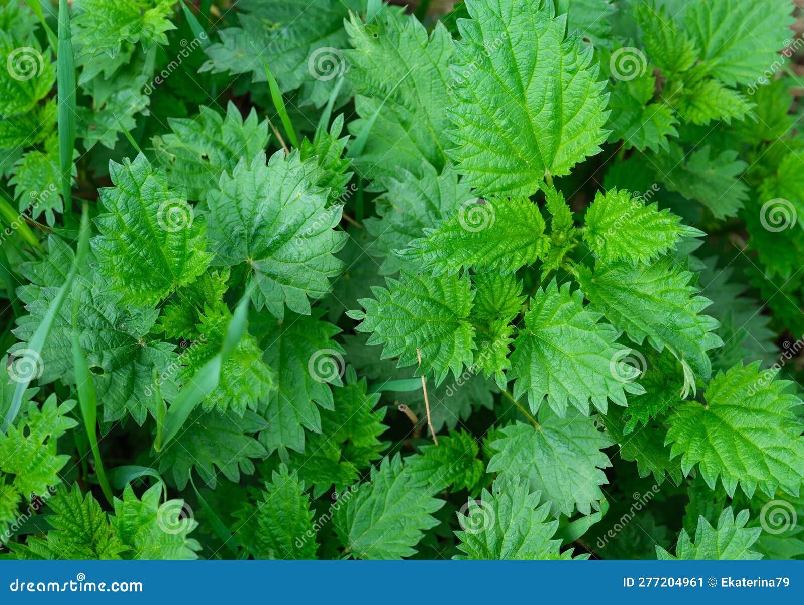 Young Fresh Stinging Nettle Plants Growing in Nature Stock Image ...