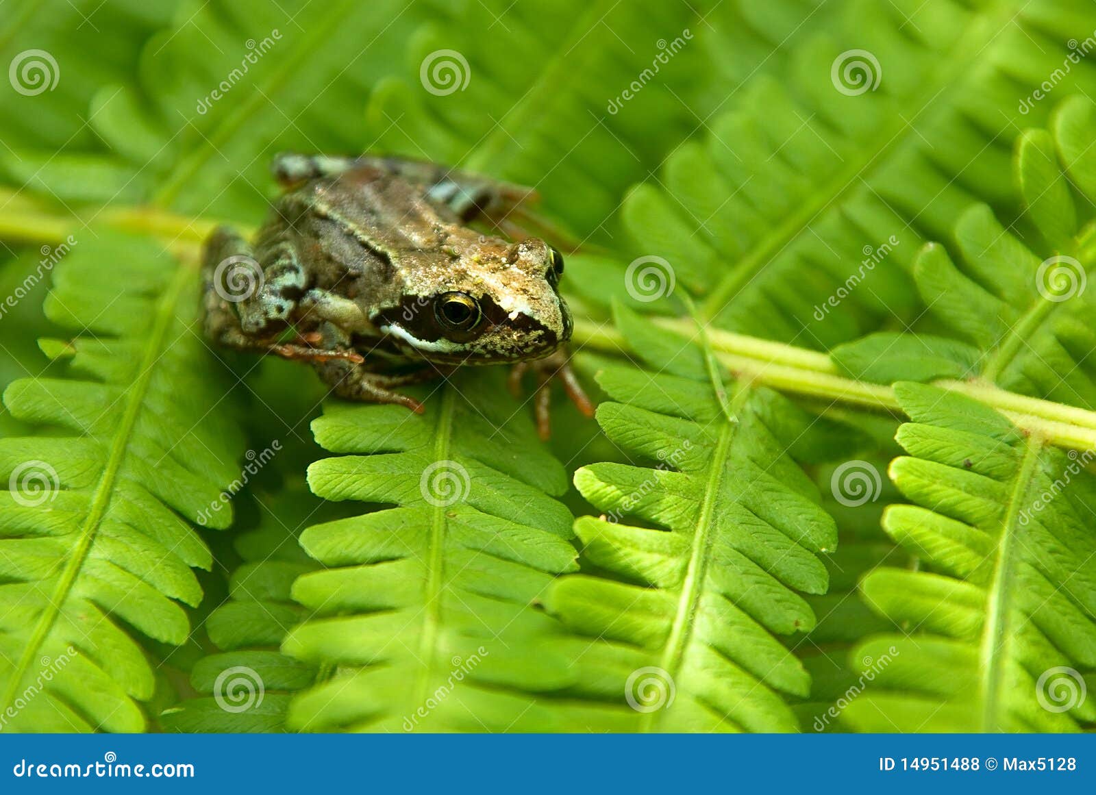 Young frog stock photo. Image of nature, look, foot, young - 14951488