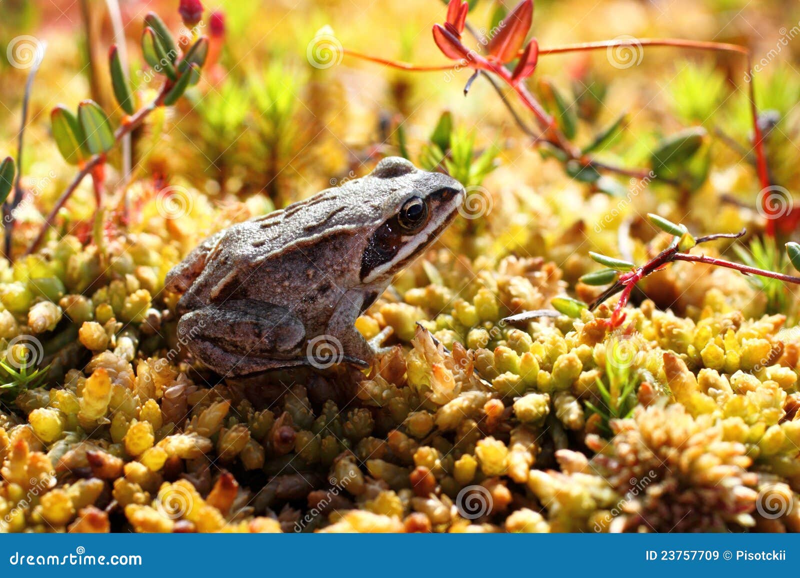 The young frog stock image. Image of summer, amphibian - 23757709