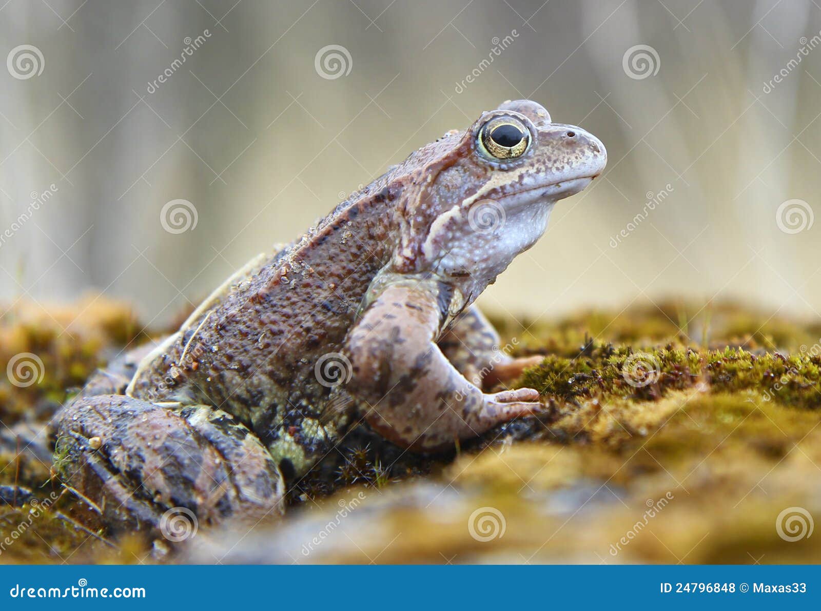 Young frog. stock photo. Image of background, portrait - 24796848