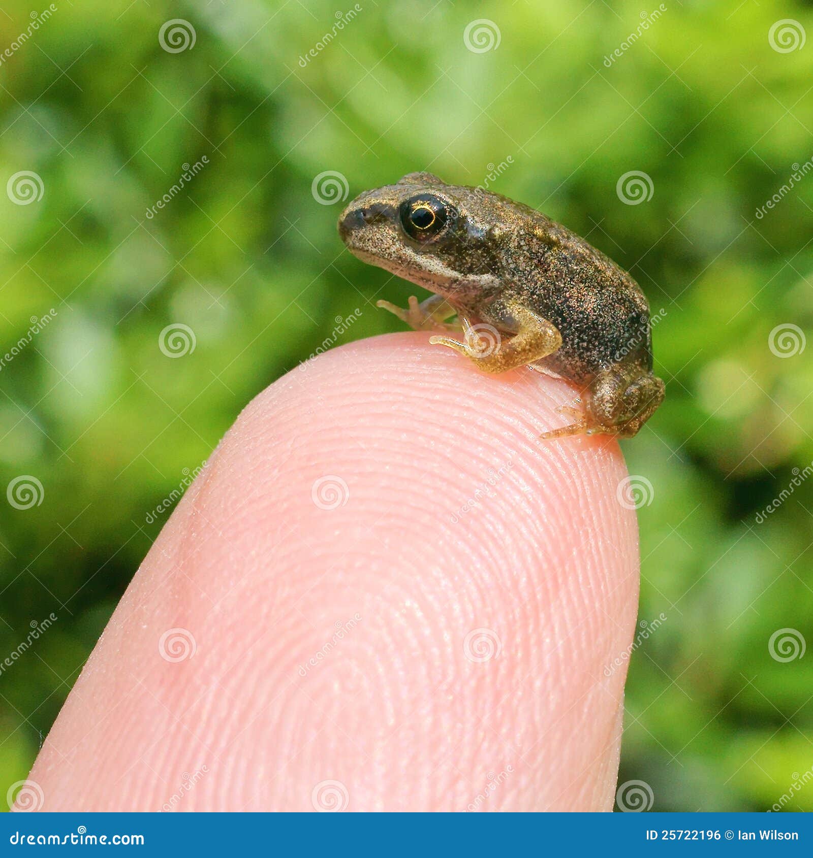Young Frog on Finger tip stock photo. Image of nature - 25722196
