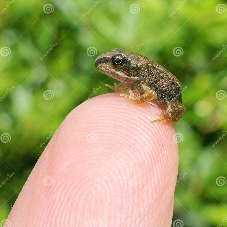 Young Frog on Finger tip stock photo. Image of nature - 25722196