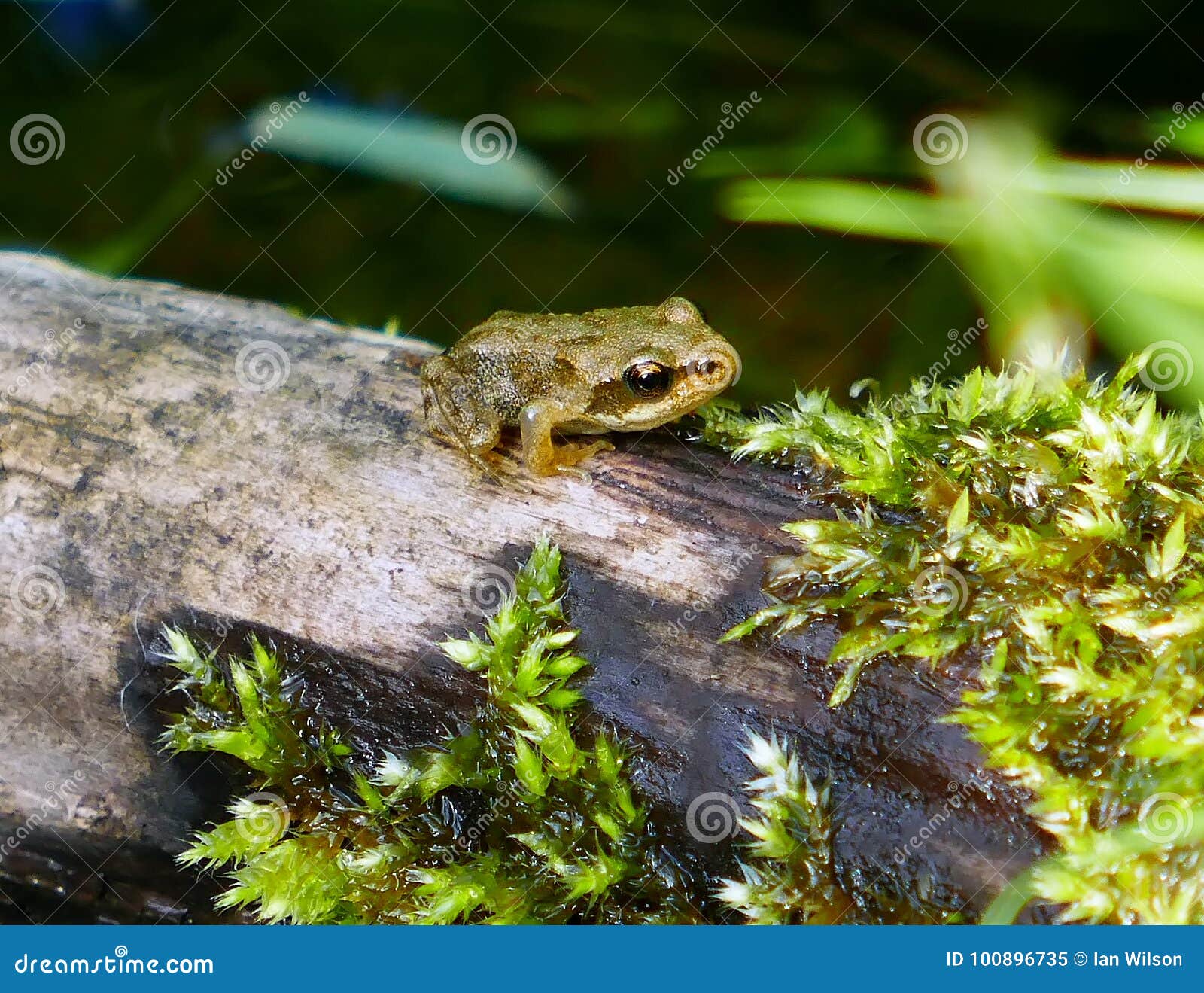 Young frog stock image. Image of pinfoldphotos, froglet - 100896735