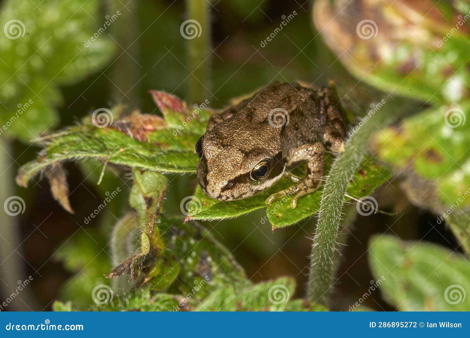 Young frog on a green leaf stock photo. Image of sunlight - 286895272