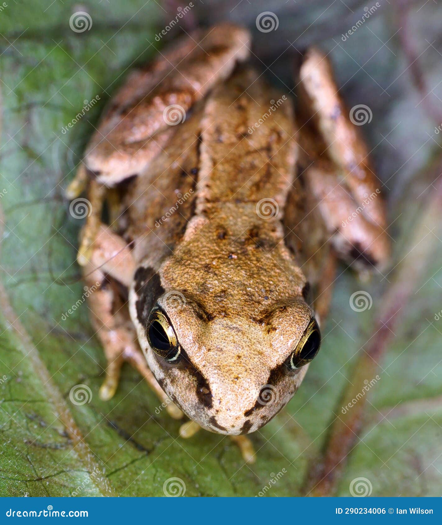 Young frog on a green leaf stock photo. Image of newly - 290234006