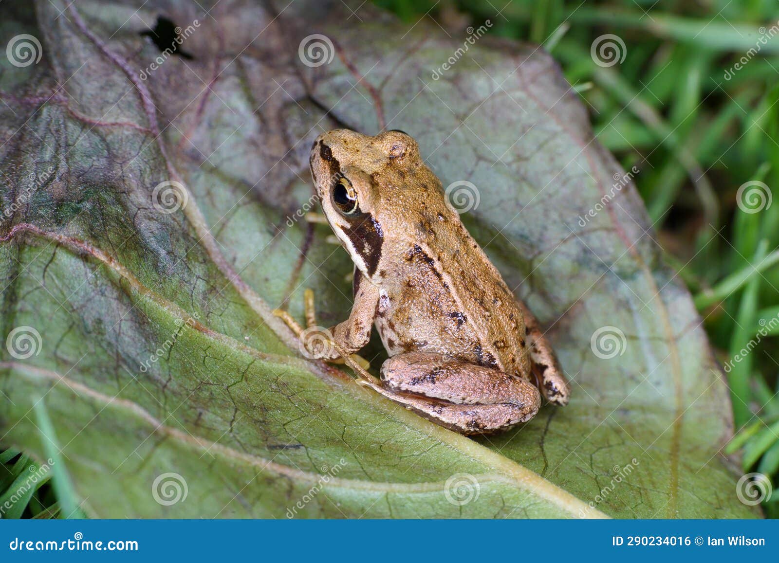 Young frog on a green leaf stock photo. Image of outside - 290234016