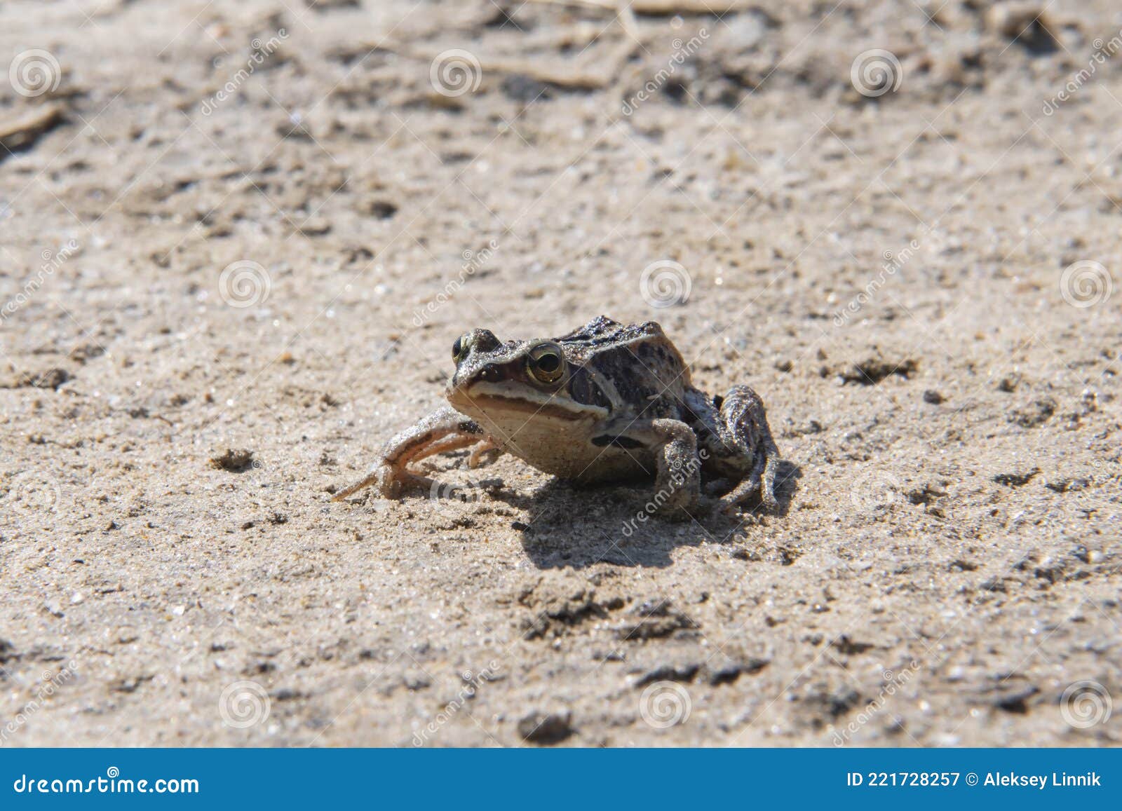 Young frog on the ground stock image. Image of white - 221728257