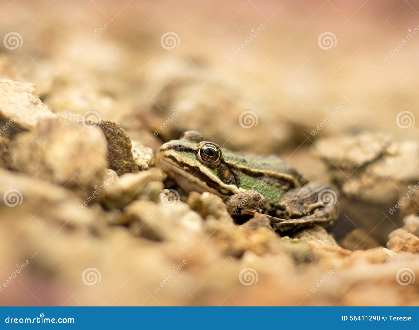 Young frog stock photo. Image of pond, frog, shiny, aquatic - 56411290