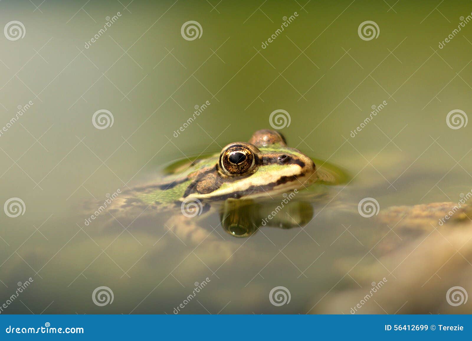 Young frog stock image. Image of brown, animal, croaking - 56412699