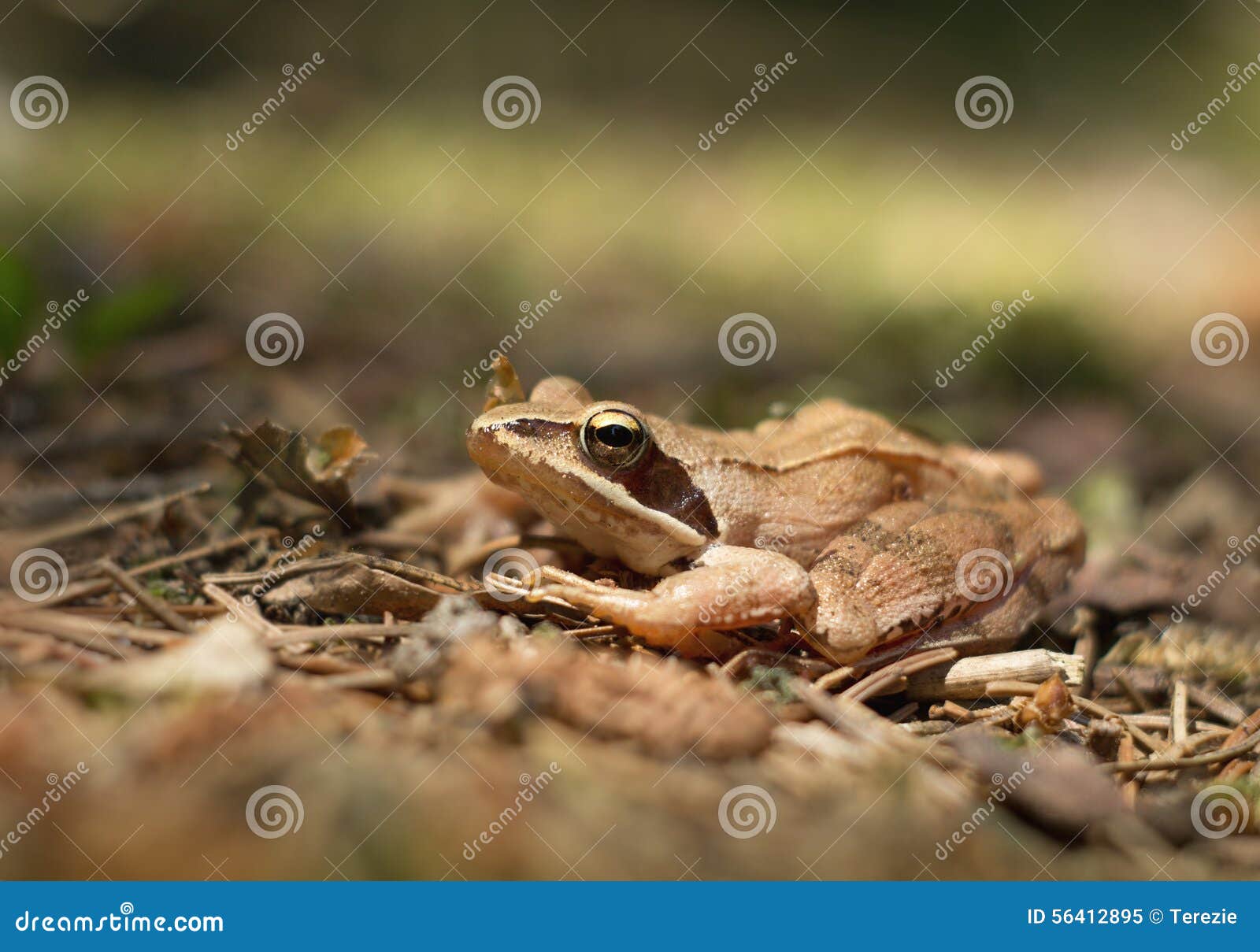 Young frog stock image. Image of floating, bumpy, nature - 56412895