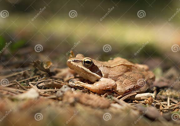 Young frog stock image. Image of floating, bumpy, nature - 56412895