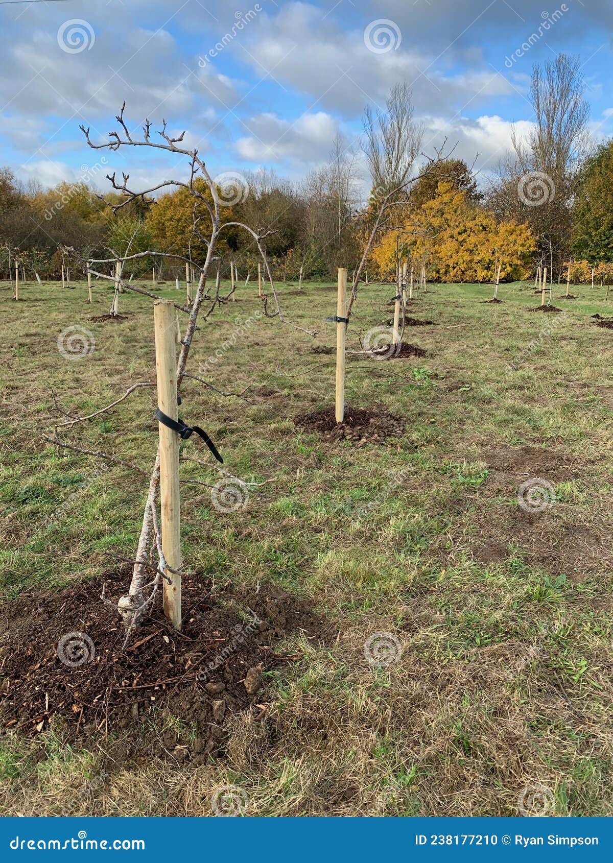 Community orchard stock photo. Image of stakes, young - 238177210