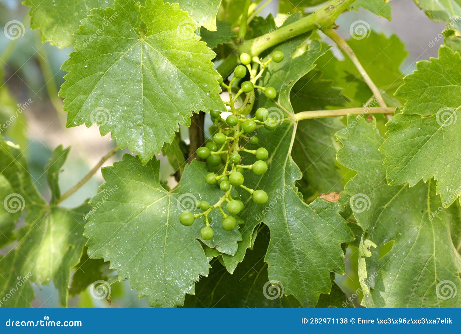Young Fruit of the Vine Grows on the Vine. Grape Flower Buds, Small ...