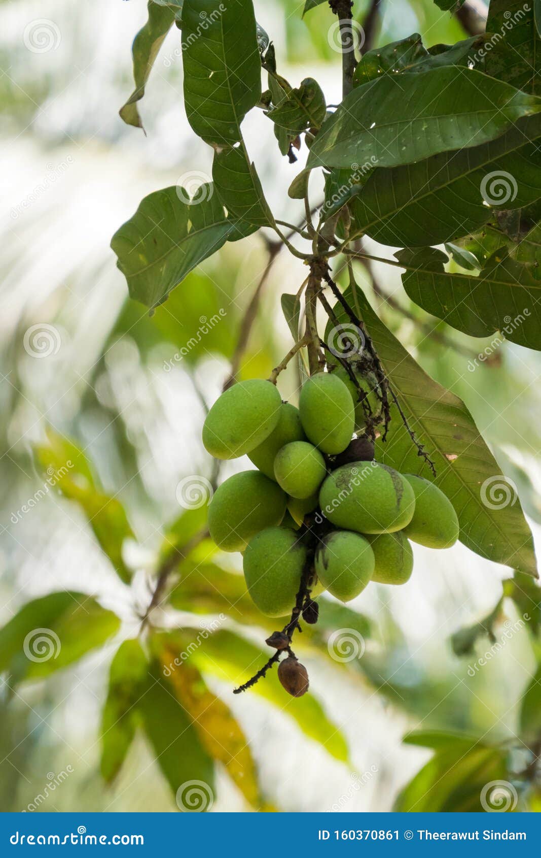 Young Fruits Mango Garden On Blur Background Royalty-Free Stock ...